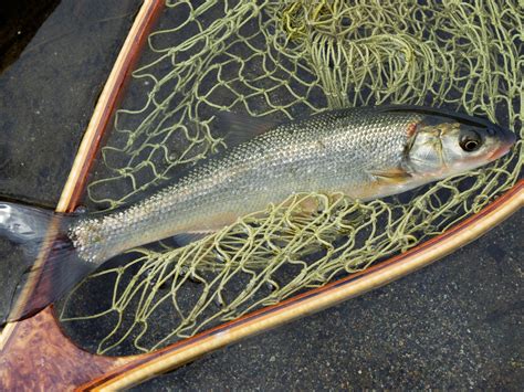 ウグイの特徴・見分け方 ｜ 写真から探せる魚図鑑
