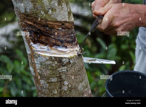 Tapping Sap From Rubber Tree Hi Res Stock Photography And Images Alamy