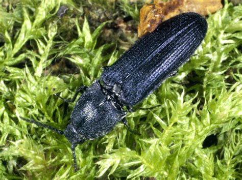 Violet Click Beetle Alchetron The Free Social Encyclopedia