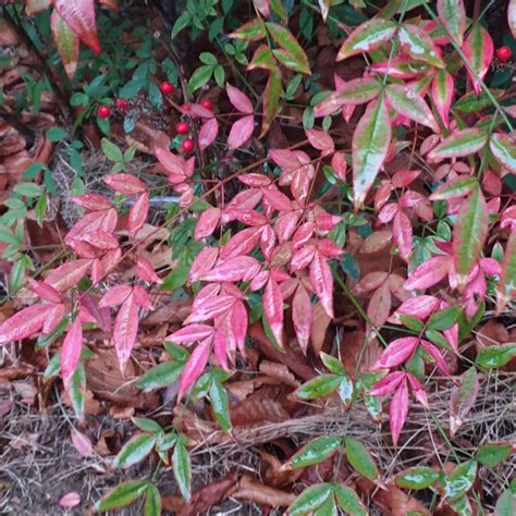 잎과 꽃 줄기 단풍 열매 전체적이 수형 모두 아름다워요~ 나무소개 사철나무전문 신포농장