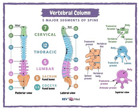 Spine Vertebrae