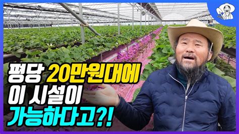 Led 2단 재배 생산량은 딸기 농사 명인이 평당 20만원대에 직접 지은 비닐하우스 스마트팜 Youtube