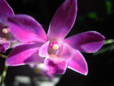 Orhidea by YukikoRei on deviantART