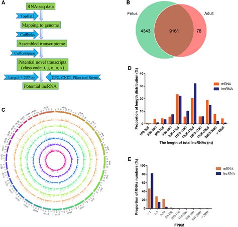 Figure 1 From Long Non Coding Rna Profiling Reveals An Abundant Mdncr That Promotes