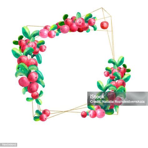 흰색 배경에 잘 익은 베리 카우베리는 격리됩니다 골드 기하학적 프레임 수채화 일러스트레이션입니다 0명에 대한 스톡 벡터 아트 및 기타 이미지 Istock