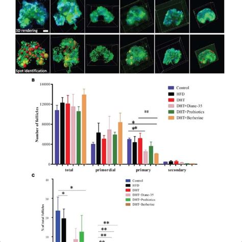 A 3d Rendering After Staining By Th And Dapi With The Bottom Row Download Scientific