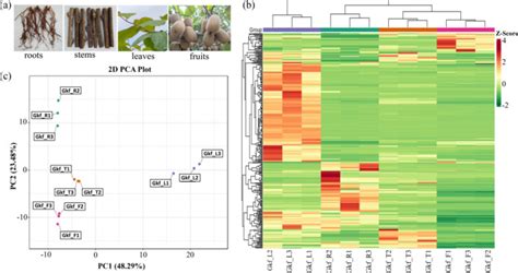 Integrated Transcriptome And Targeted Metabolome Analyses Provide Insights Into Flavonoid