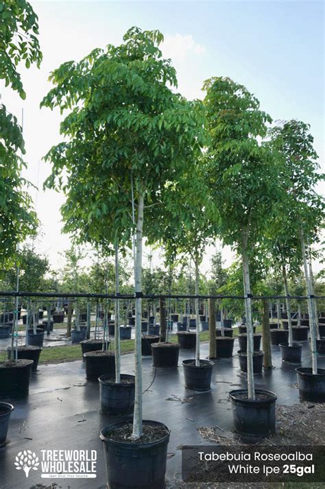Tabebuia Roseoalba White Ipe Tree For Sale Treeworld Wholesale