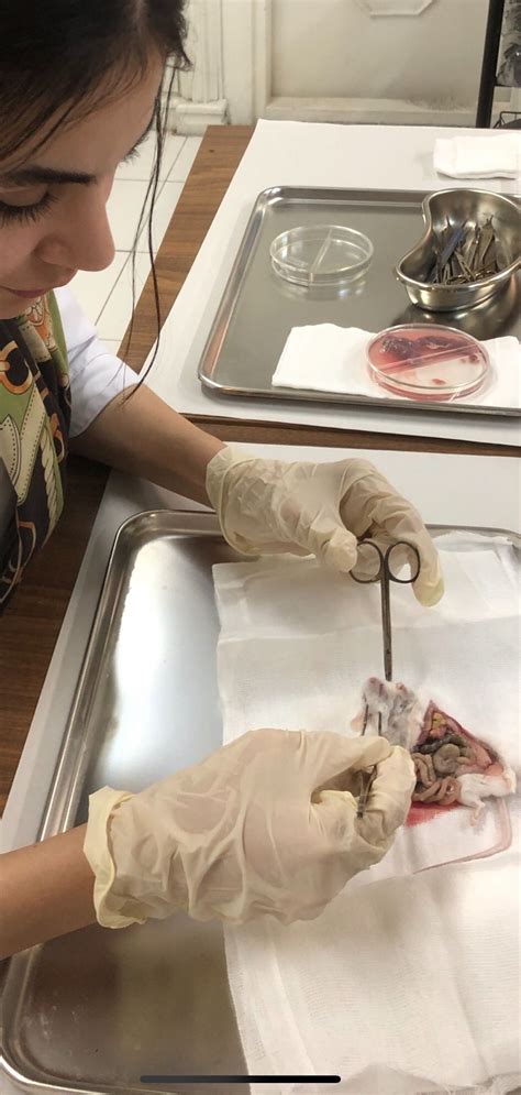 Farzaneh Taheri On Linkedin The Process Of Isolating Mouse Embryos In Order To Use In Cell Culture