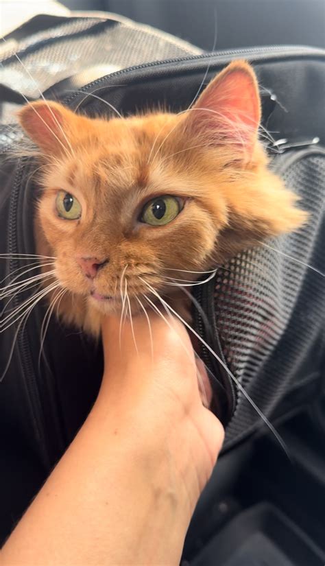 A Photo Of My Cat Luma Day 116 Album On Imgur