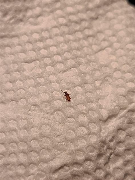Tiny Brown Bug In Texas R Whatsthisbug
