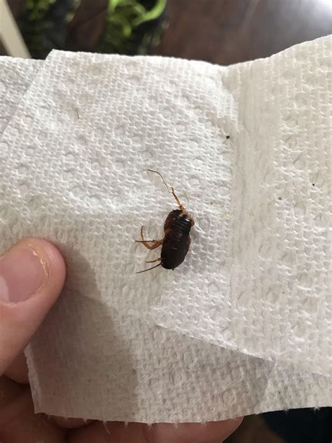 Identifying Cockroach R Whatsthisbug