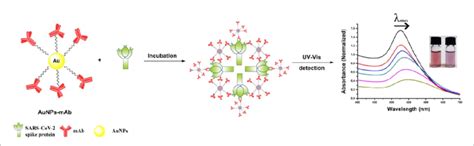 Colorimetric Principle In The Detection Of The Sars Cov 2 Spike