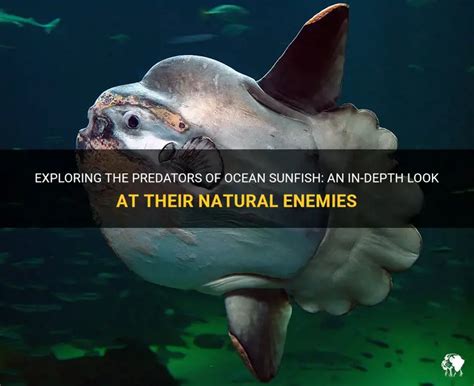 Exploring The Predators Of Ocean Sunfish An In Depth Look At Their