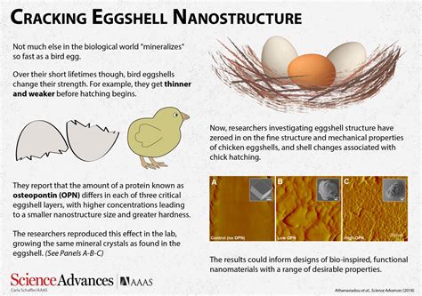 Cracking Avian Eggshell Structure 1 Of 4 Eurekalert