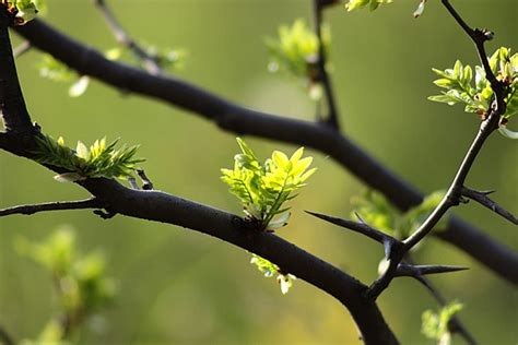 활기찬 어린 나무 새싹 봄 석양에 부드러운 녹색 푸른 잎 녹색 초록색 배경 일러스트 및 사진 무료 다운로드 Pngtree