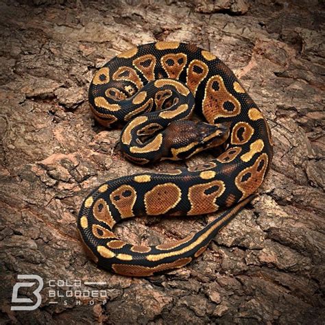 Normal Ball Python