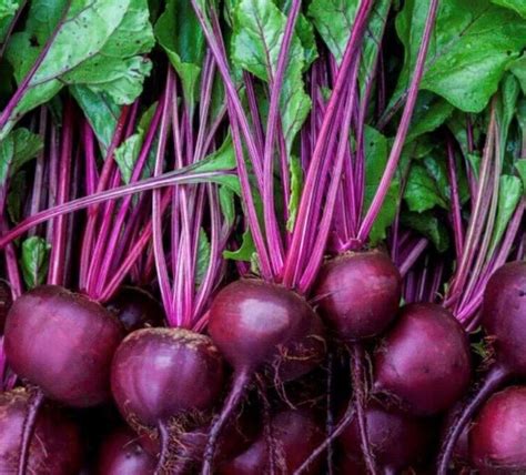 Beetroot Early Wonder Seeds Best Beetroot Seeds Online