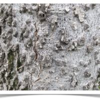 Common Hackberry Tree Identification Identify Celtis Occidentalis