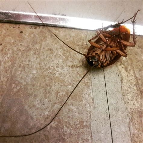 Cockroach Carcass Smithsonian Photo Contest Smithsonian Magazine