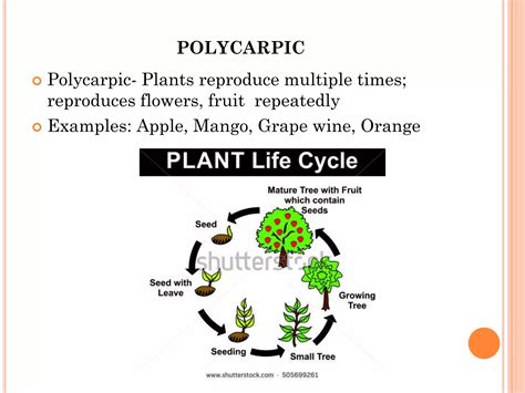 Chapter 1 Plant Classification Principle 07072010 Pdf