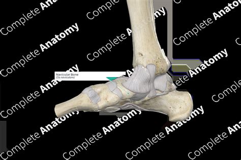 Navicular Bone Complete Anatomy