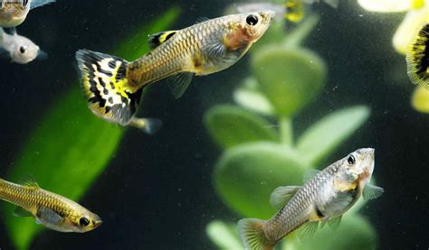 Are You Ready For Guppy Breeding Hygger