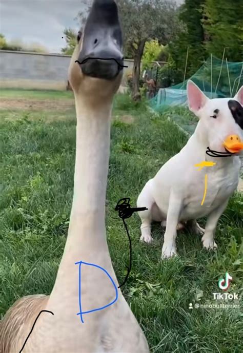 Создать мем гусь дикий белый гусь гусь утка Картинки Meme