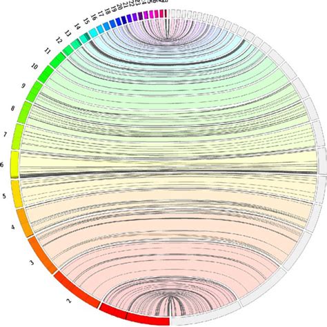 Jupiter Plot Alignment Of Caretta Caretta With Chelonia Mydas Green