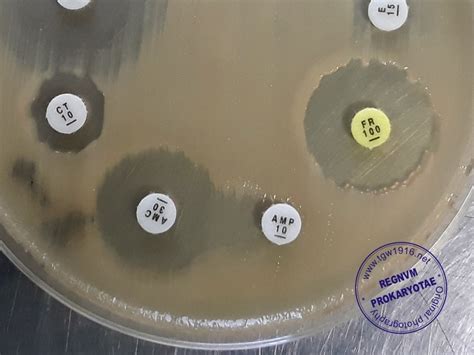Regnum Prokaryotae Antibiogram Regnum Prokaryotae Antibiogram