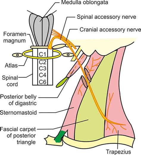 Accessory Nerve Pathway