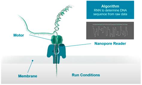 Nanopore Technology And Its Applications In Gene Sequencing