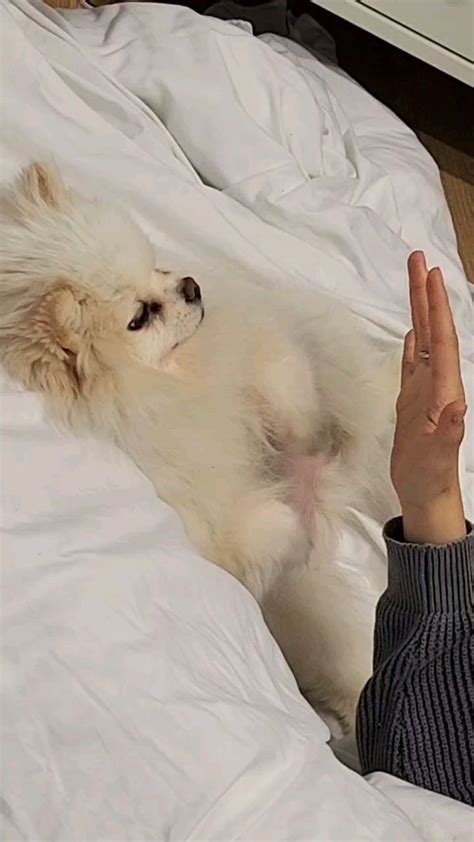 언뉘 자두 쫌 만져봐~ 그래 그렇게~~ 좀 더 성실하게~ 오늘도 성실하게 만져 드려야 하는 집사들 스하리1000명프로젝트