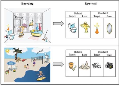 Figure 1 From Differentiating True And False Schematic Memories In Older Adults Semantic Scholar