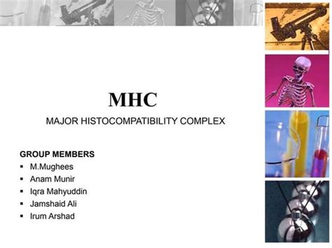 Structure And Functions Of Mhc Ppt
