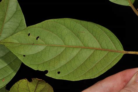 Prunus Arborea Rosaceae Image At PhytoImages Siu Edu