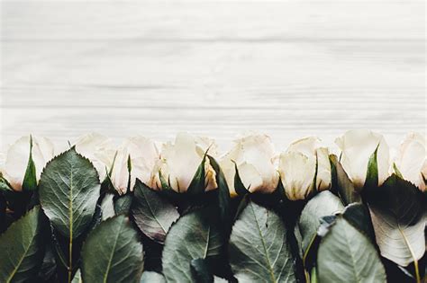 흰색 장미 나무 배경 평면에 텍스트 위한 공간을 놓으십시오 꽃 인사말 카드입니다 청첩장 또는 해피 어머니의 날 개념입니다 흰 꽃의 세련 된 테두리입니다 발렌타인 데이