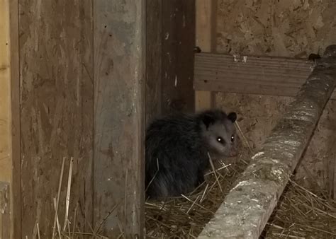 Chicken Predators Signs Of Attack And Prevention