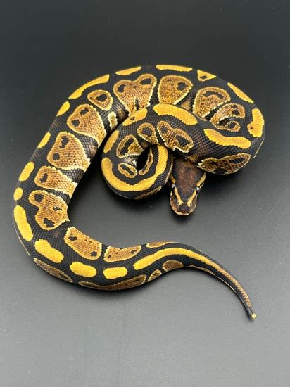 Yellowbellyspecter Ball Python By Marks Morphs