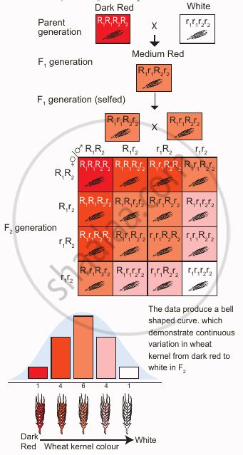Extensions Of Mendelian Genetics Deviation From Mendelism Polygenic Inheritance Shaalaa Com