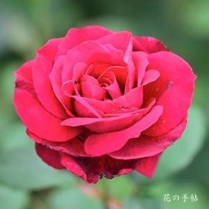 バラ フランボワーズショコラROSE Framboise Chocolat花の手帖のwebバラ図鑑