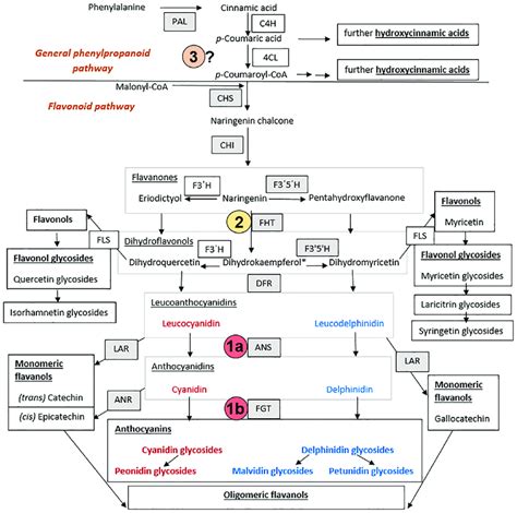 Simplified Flavonoid Biosynthesis Pathway Combined Studies Of Gene
