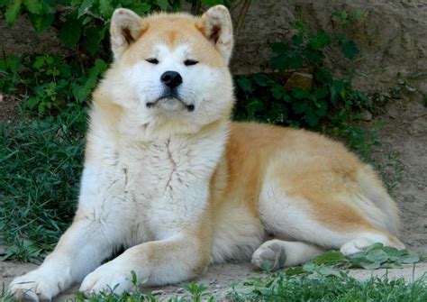 Akita Inu Wiki Pets