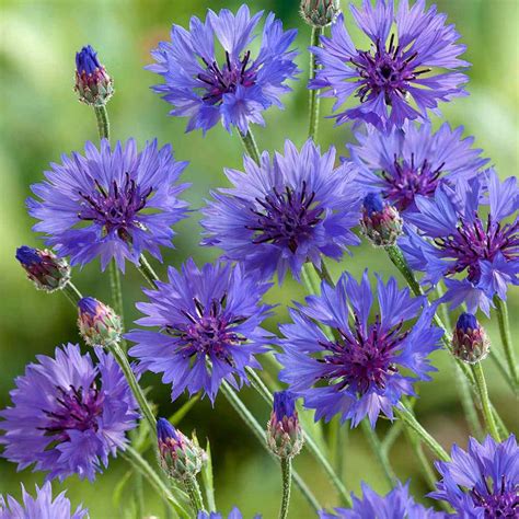 Cornflower Blue Toronto At Jake Congreve Blog