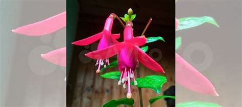 Фуксия черенки купить в Москве | Товары для дома и дачи | Авито