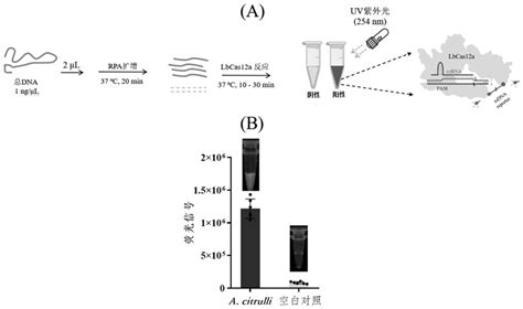 Rpa Recombinase Polymerase Amplification Primer Pair And Crrna Complementary Ribosomal