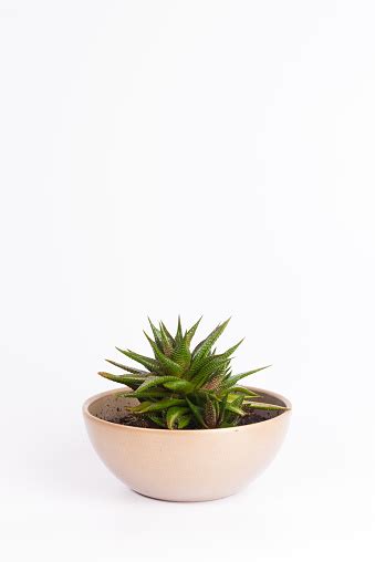 냄비에 작은 식물 다 육 식물 또는 선인장 흰색 배경에 고립 된 전면 보기 0명에 대한 스톡 사진 및 기타 이미지 0명 개념 귀여운 Istock