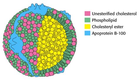 Lipoprotein Metabolism Flashcards Quizlet