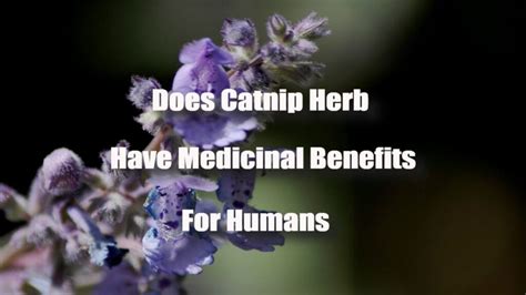 Does Catnip Herb Have Medicinal Benefits For Humans Cable13