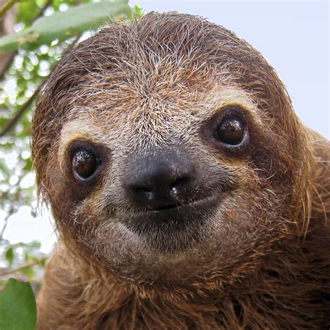 Brown Throated Three Toed Sloth Rainforest Alliance